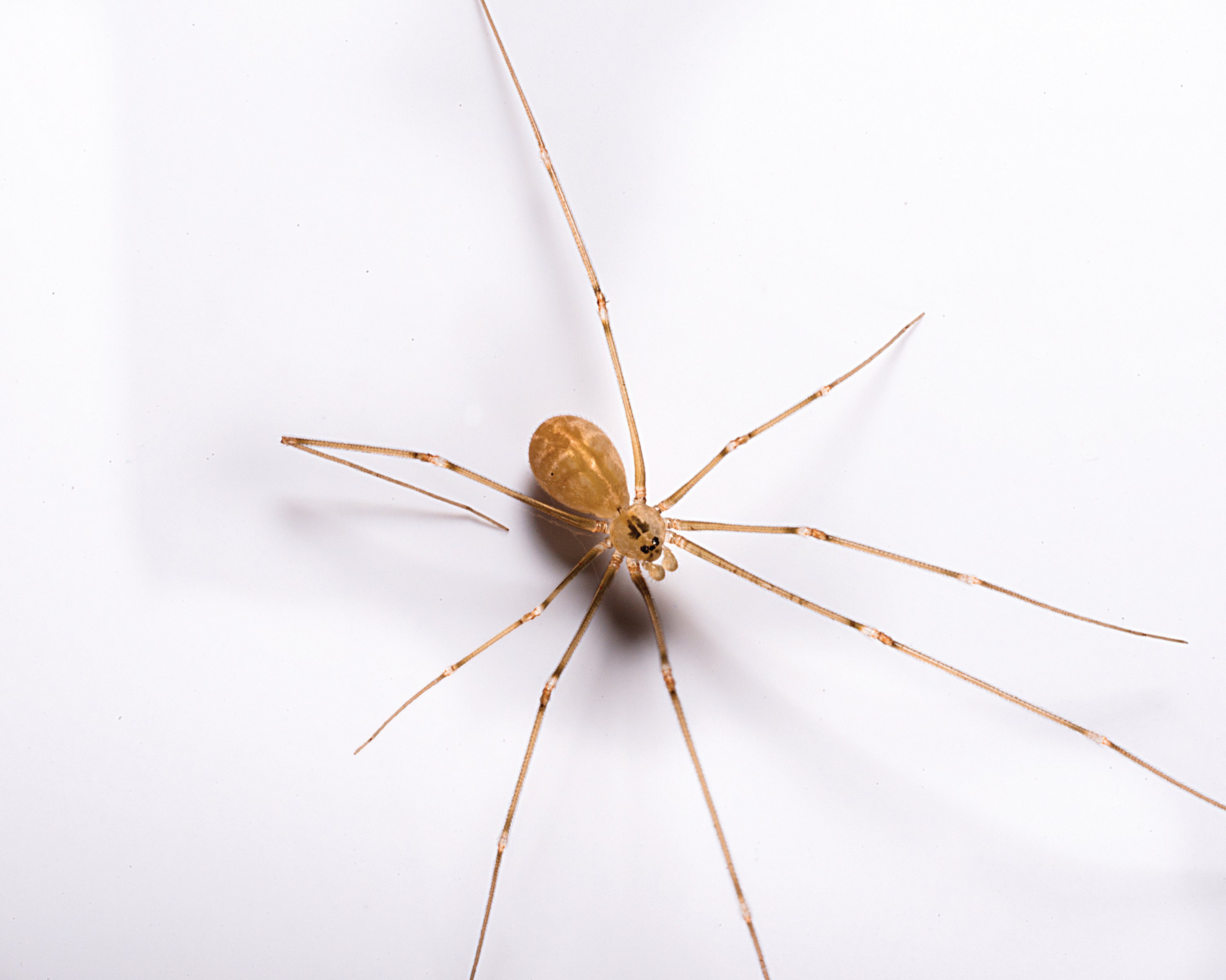 Spider Exterminating and Control Hopewell, NJ 08525