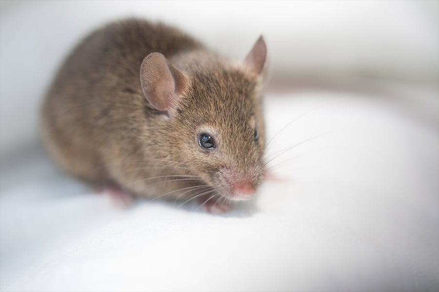 Brown Mice in New Jersey and Pennsylvania