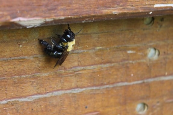 Get Rid of Carpenter Bees in Hilltown, PA 18927