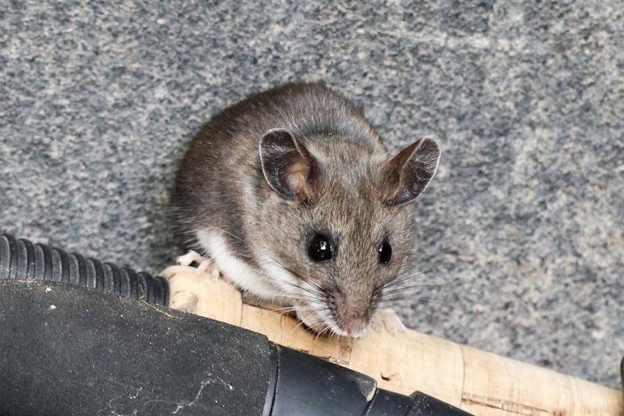 Mouse Extermination and Rodent Exclusion New Hanover, NJ 08511