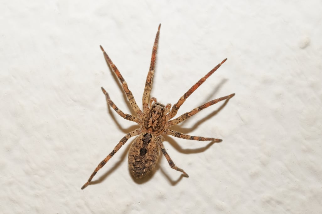 Spider Exterminating and Control Marlton NJ 08053