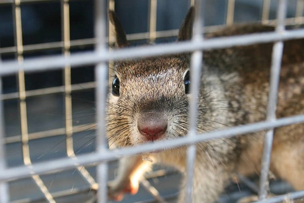 Commercial Rodent Control in NJ & PA